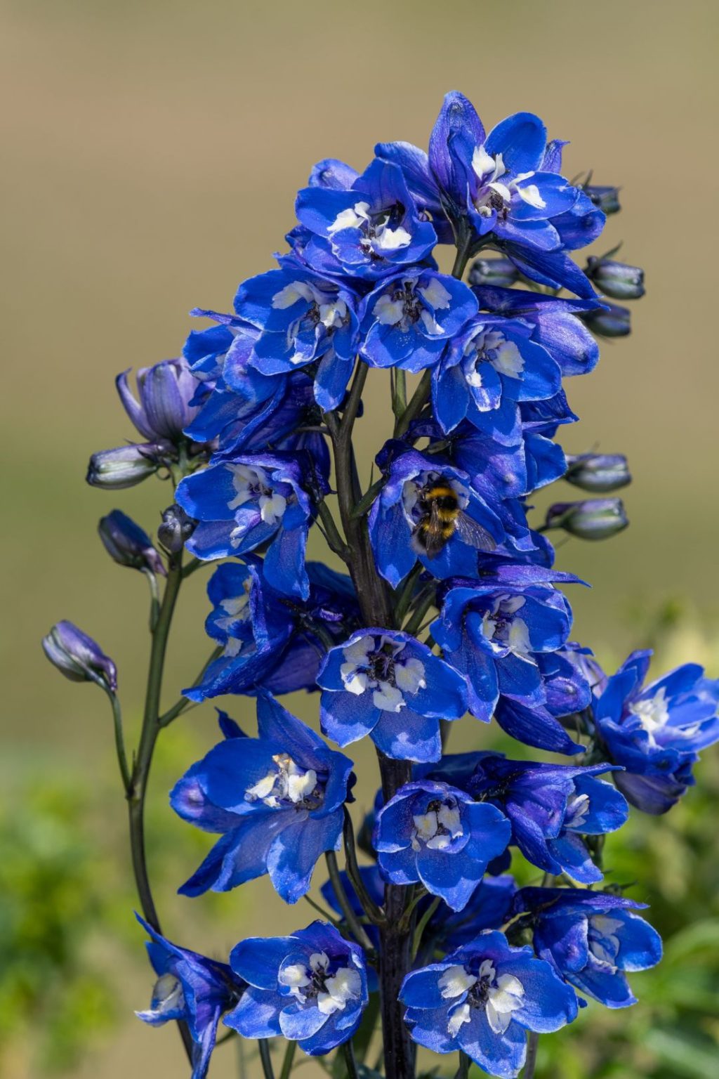 17 Best Flowers To Plant In March For A Colorful Garden