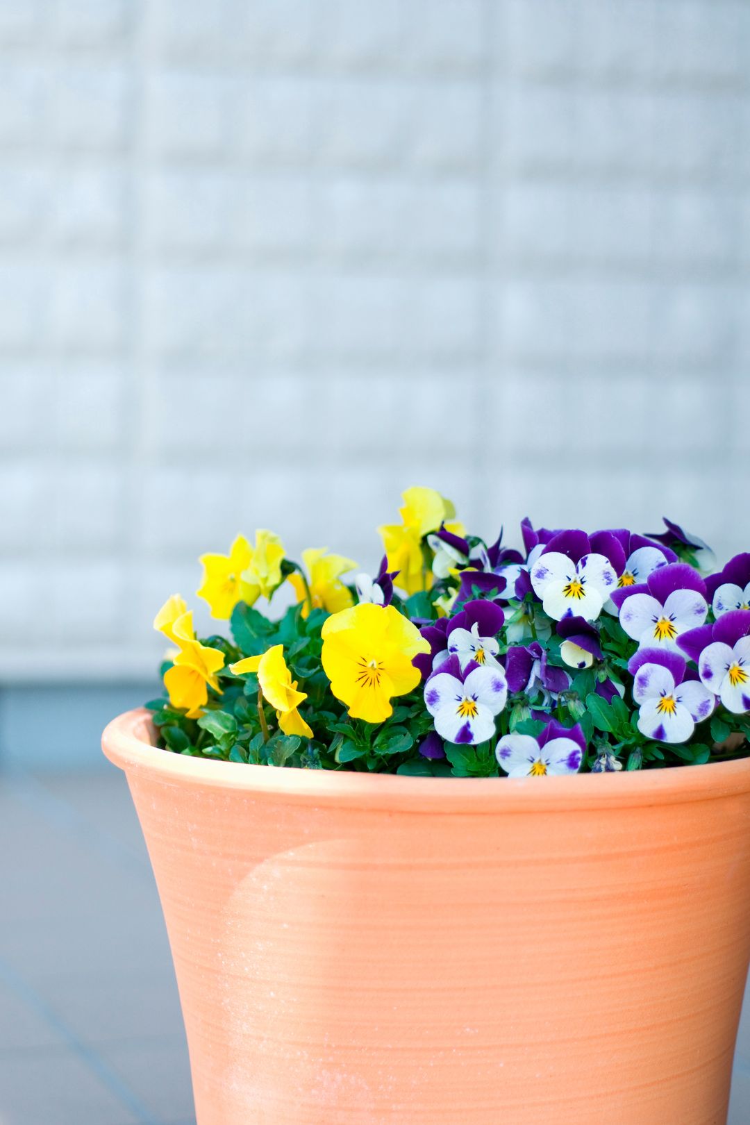 17 Best Flowers To Plant In March For A Colorful Garden